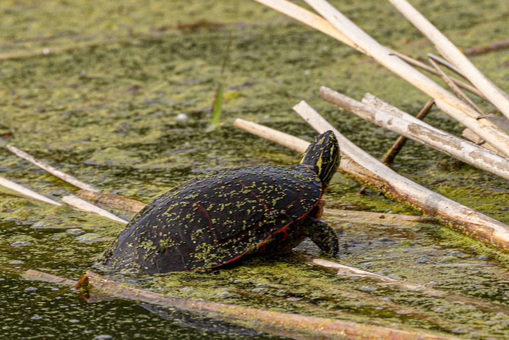 April 30th 2025 (10-11:30 am) Wetlands field trip @ Pringle Nature ...