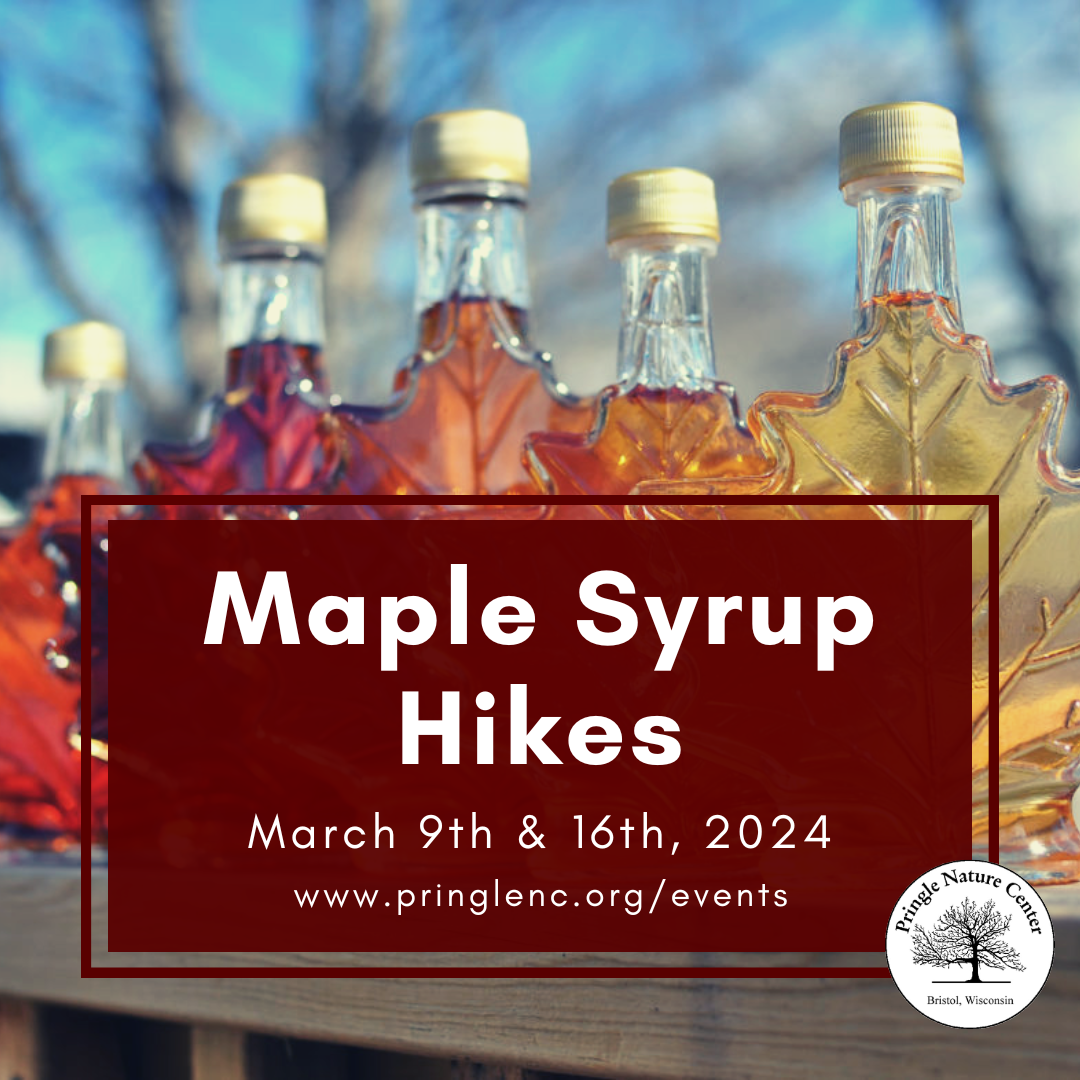 Maple Syrup Hikes @ Petrifying Springs County Park: March 9th & 16th ...